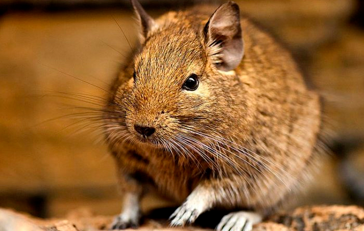 Degú, el extraordinario - Sociedad de Ecología de Chile