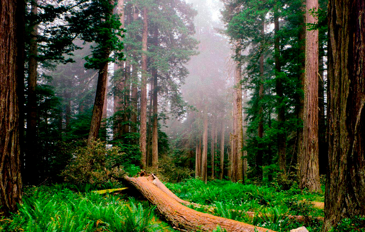 Bosques templados chilenos son igual de ricos en diversidad que selvas ...
