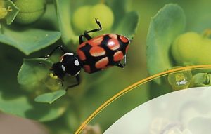 Guía presenta 25 especies de chinitas de la zona centro sur de Chile ...